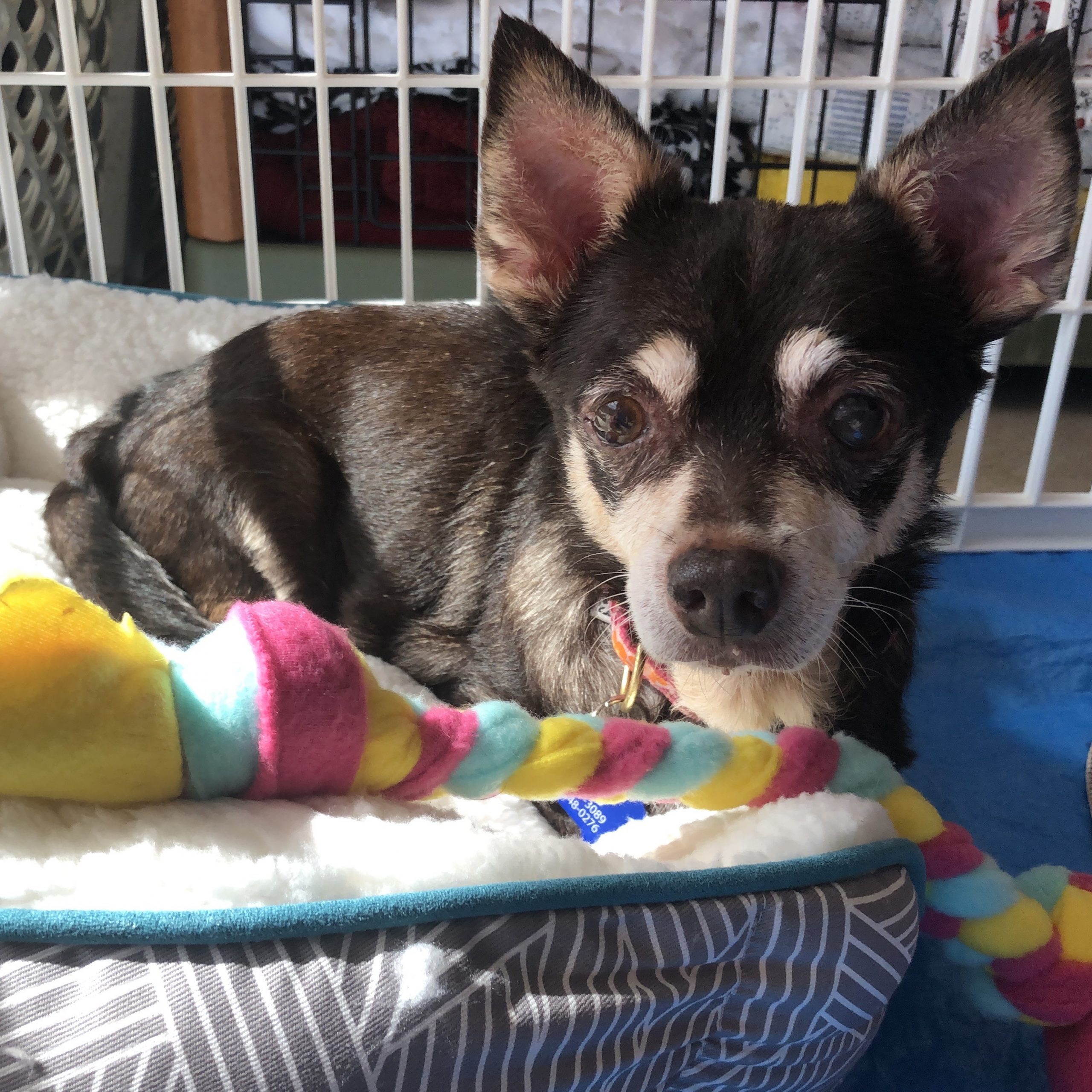 Lovely Lady - Save A Dog - Poodle and Pooch Rescue of Florida