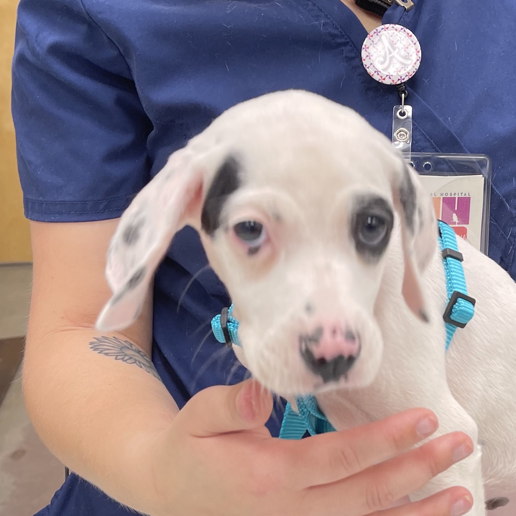 Hearing Impaired Helen - Save A Dog - Poodle and Pooch Rescue of Florida