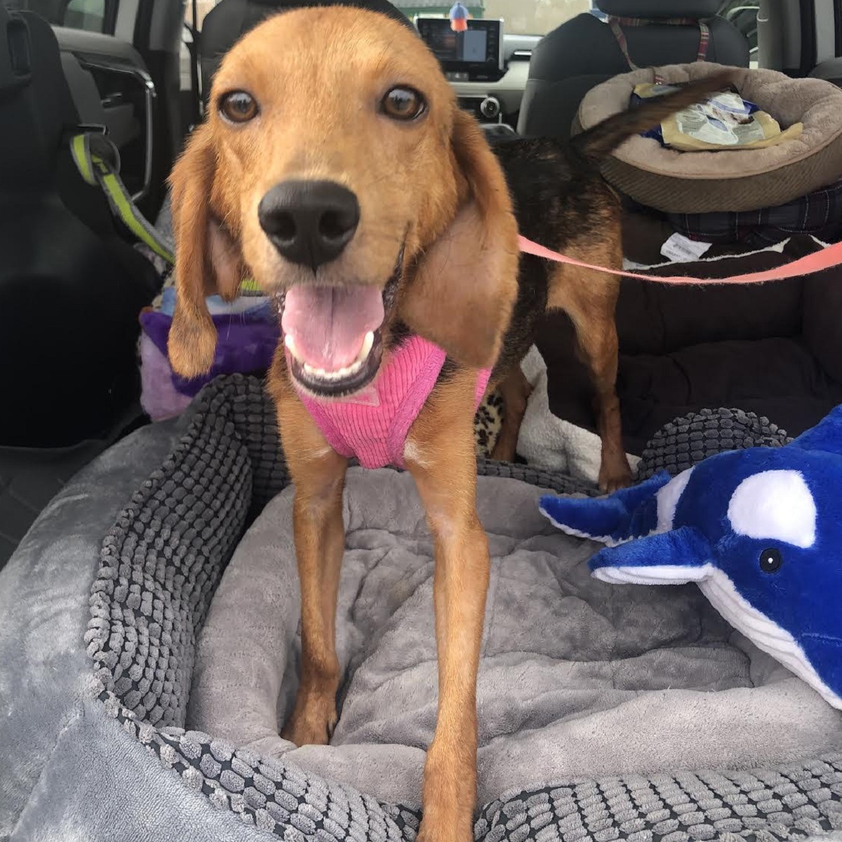 Brilliant Beau - Save A Dog - Poodle and Pooch Rescue of Florida