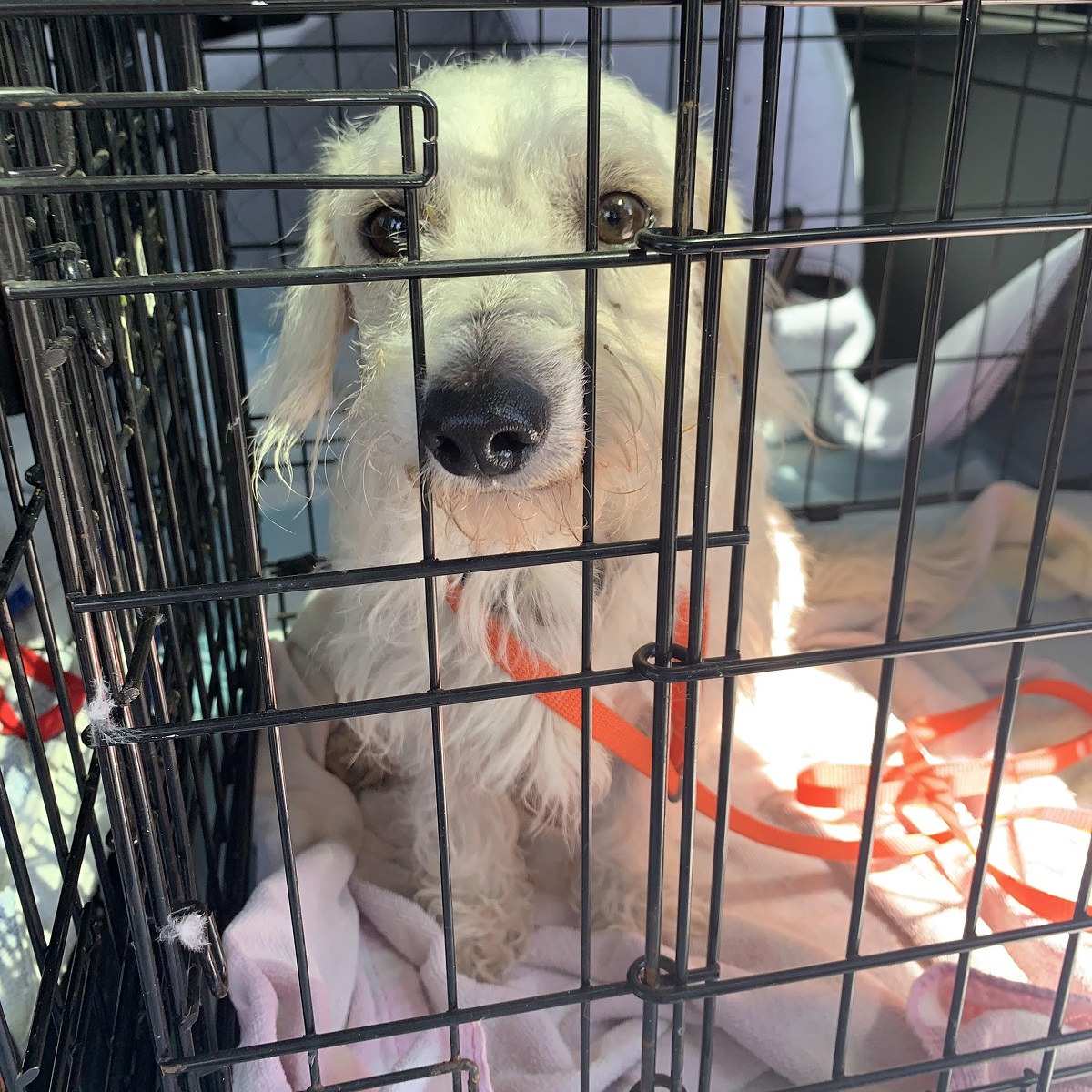 Optimistic Oscar - Save A Dog - Poodle and Pooch Rescue of Florida