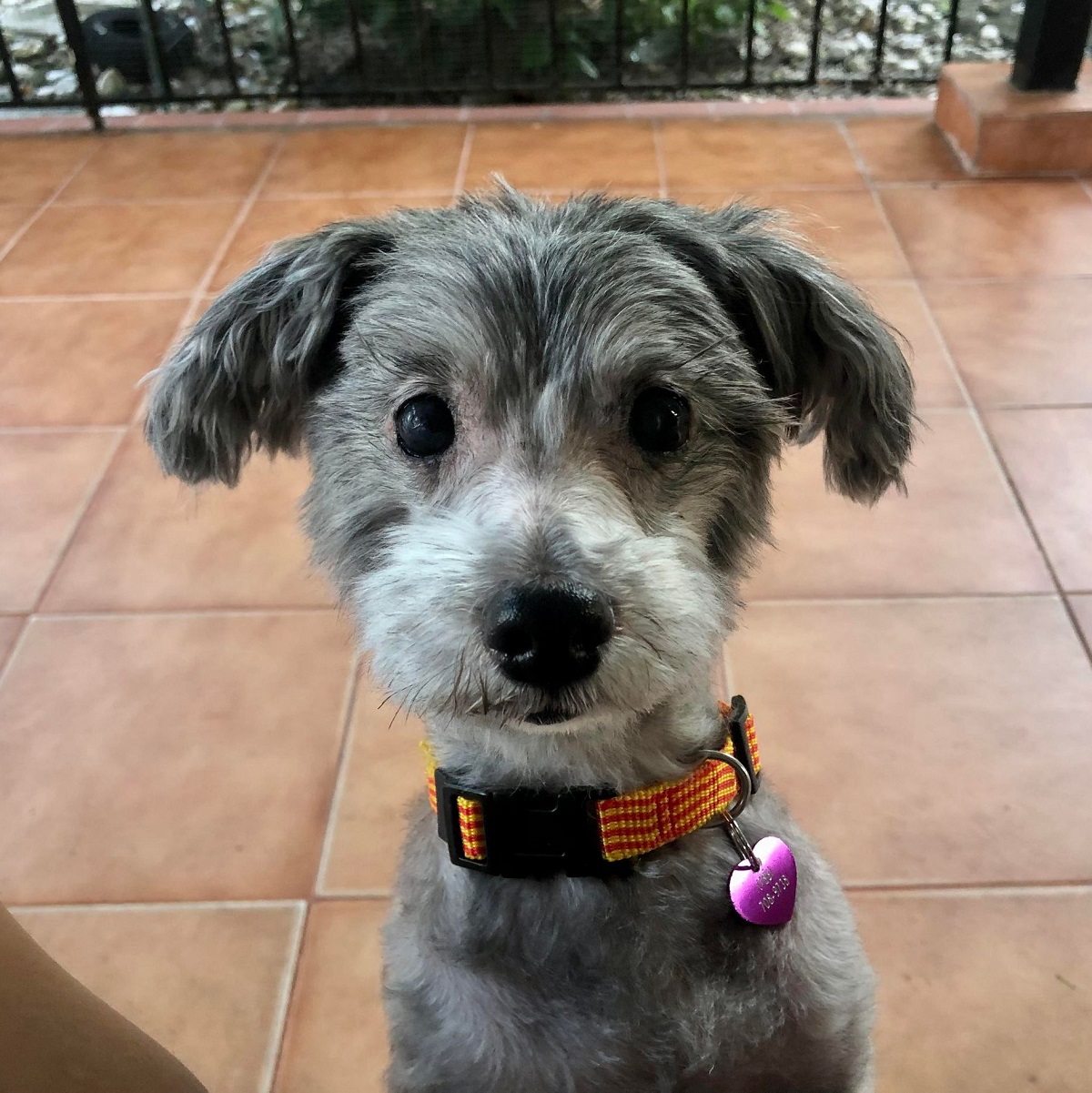 Majestic Maizie - Save A Dog - Poodle and Pooch Rescue of Florida