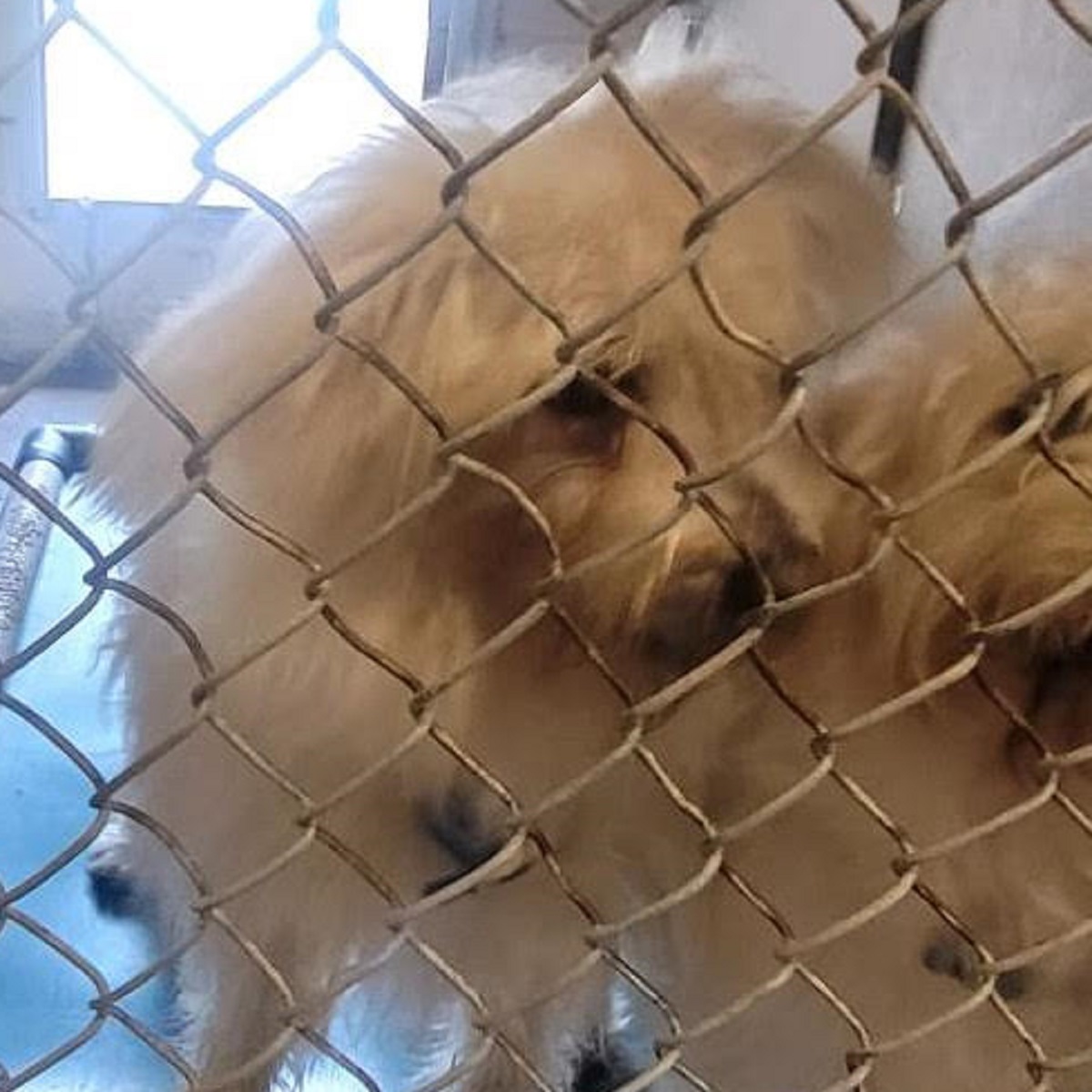 Cutie Crosby - Save A Dog - Poodle and Pooch Rescue of Florida