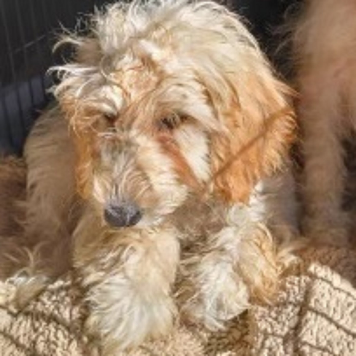 Happy Honey - Save A Dog - Poodle and Pooch Rescue of Florida
