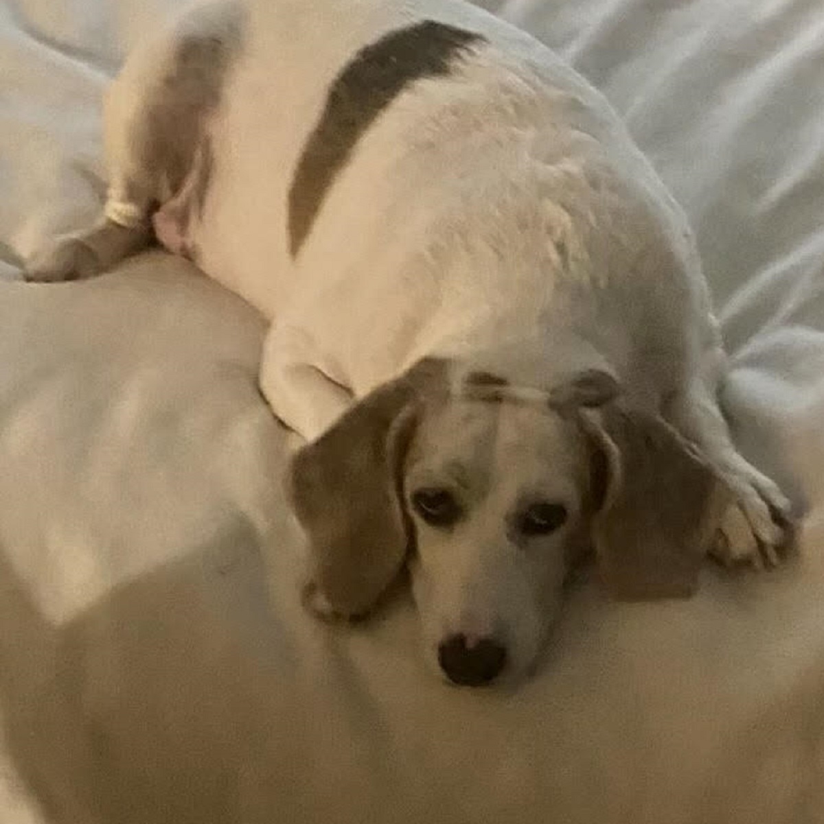 Darling Daisy - Save A Dog - Poodle and Pooch Rescue of Florida