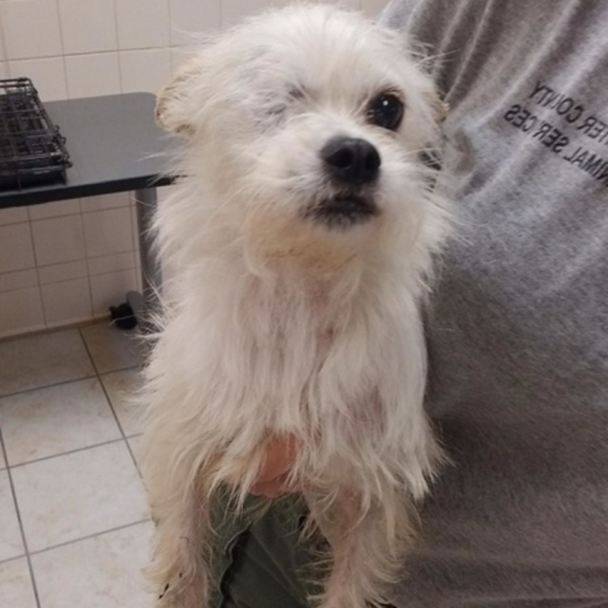 Happy Holly - Save A Dog - Poodle and Pooch Rescue of Florida