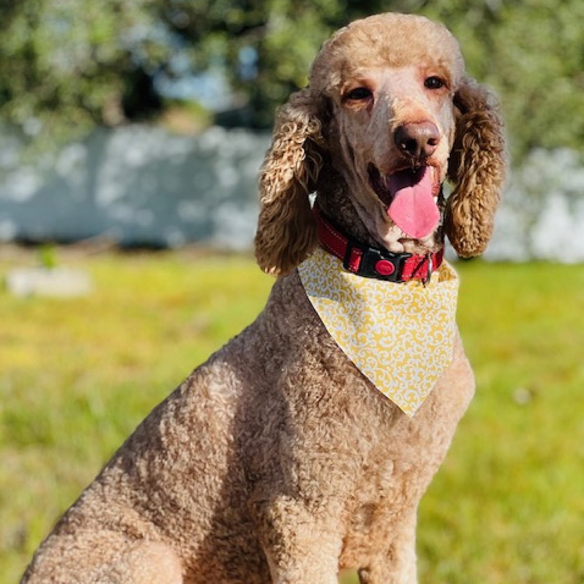 Loving Leon - Save A Dog - Poodle and Pooch Rescue of Florida