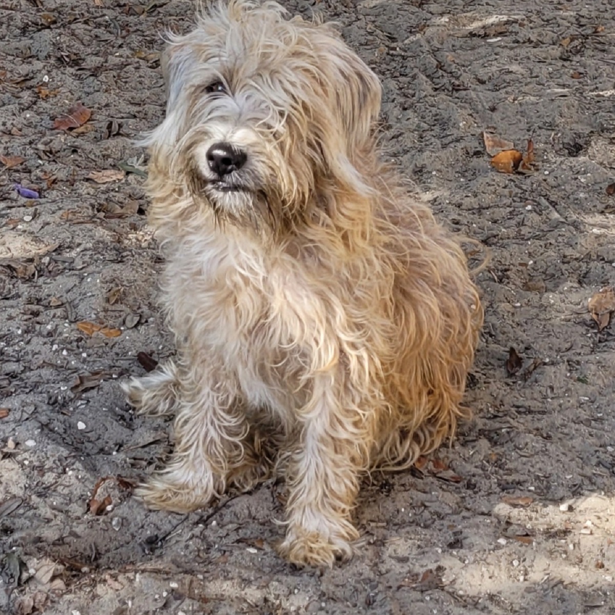 Amazing Alfredo - Save A Dog - Poodle and Pooch Rescue of Florida