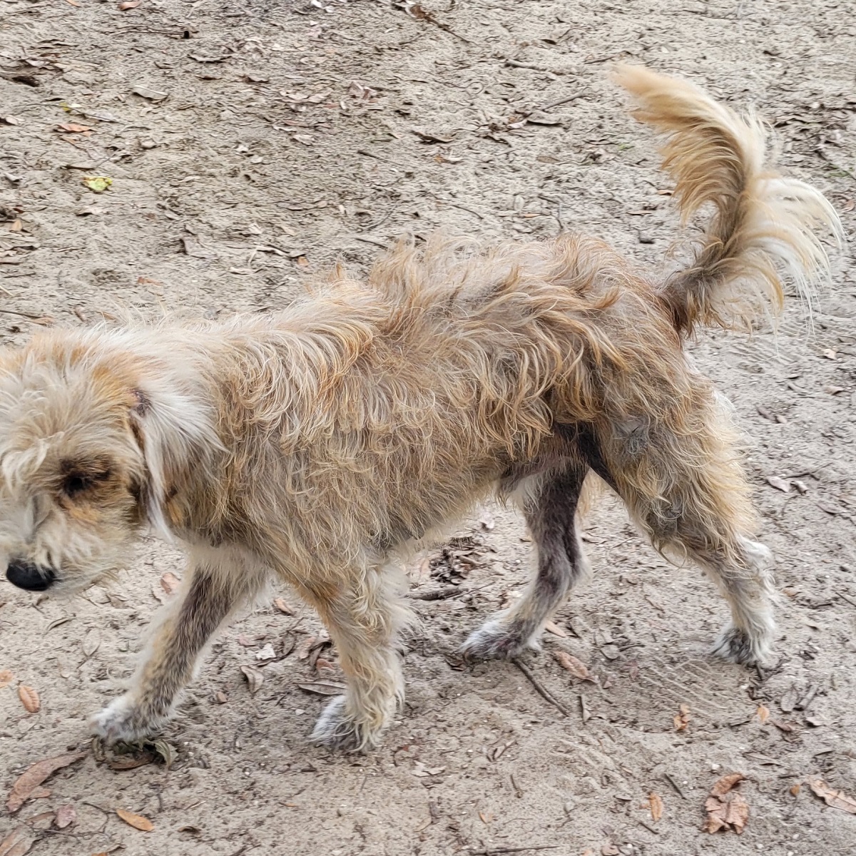 Regal Roscoe - Save A Dog - Poodle and Pooch Rescue of Florida