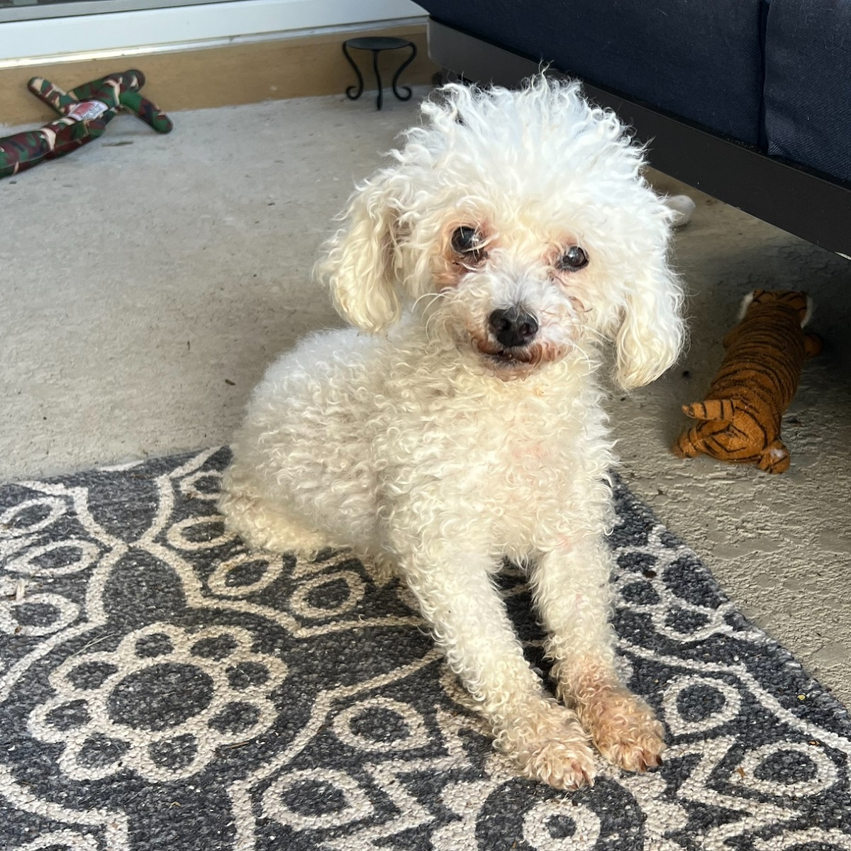 Charming Charlie - Save A Dog - Poodle and Pooch Rescue of Florida