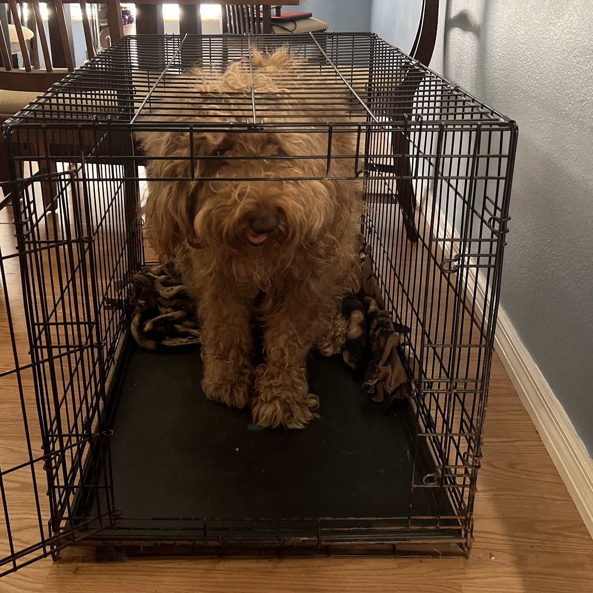 Handsome Henley - Save A Dog - Poodle and Pooch Rescue of Florida