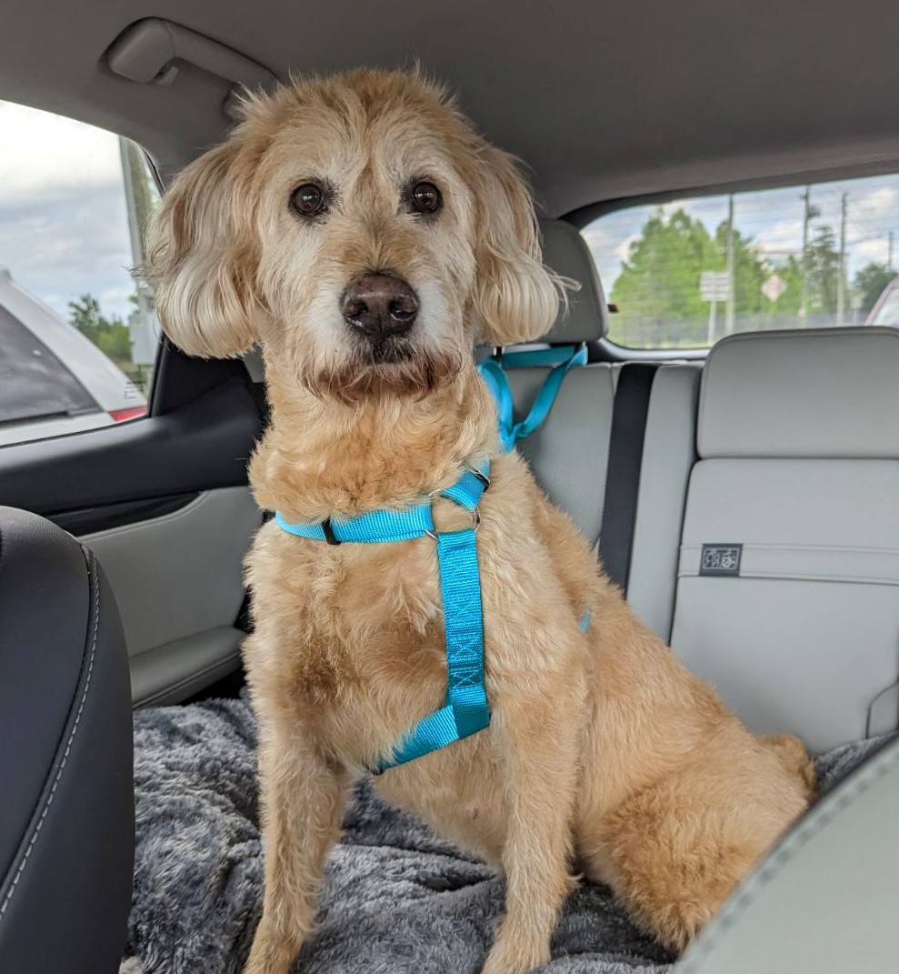 Lovely Luna - Save A Dog - Poodle and Pooch Rescue of Florida