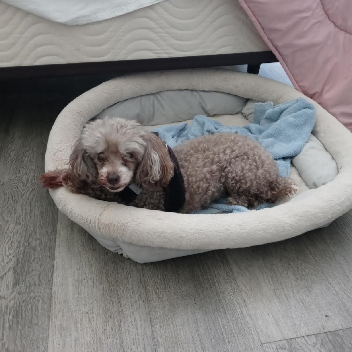 Loving Little Girl - Save A Dog - Poodle and Pooch Rescue of Florida