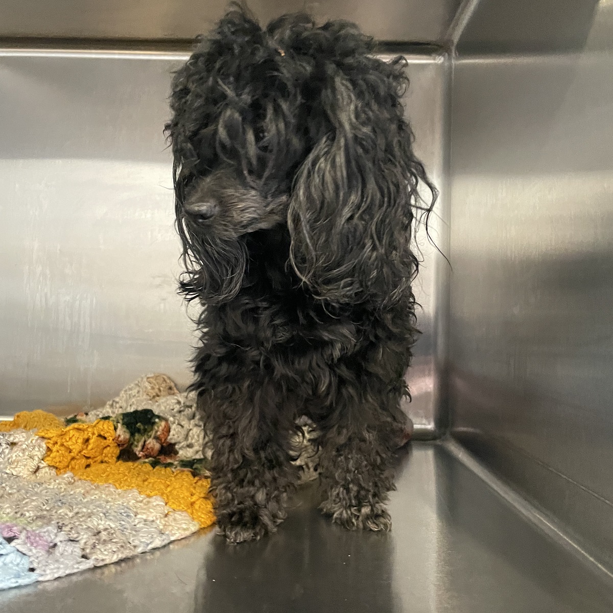 Sweet S'mores - Save A Dog - Poodle and Pooch Rescue of Florida