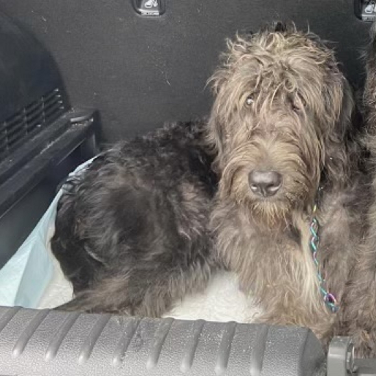 Lovely Lady - Save A Dog - Poodle and Pooch Rescue of Florida