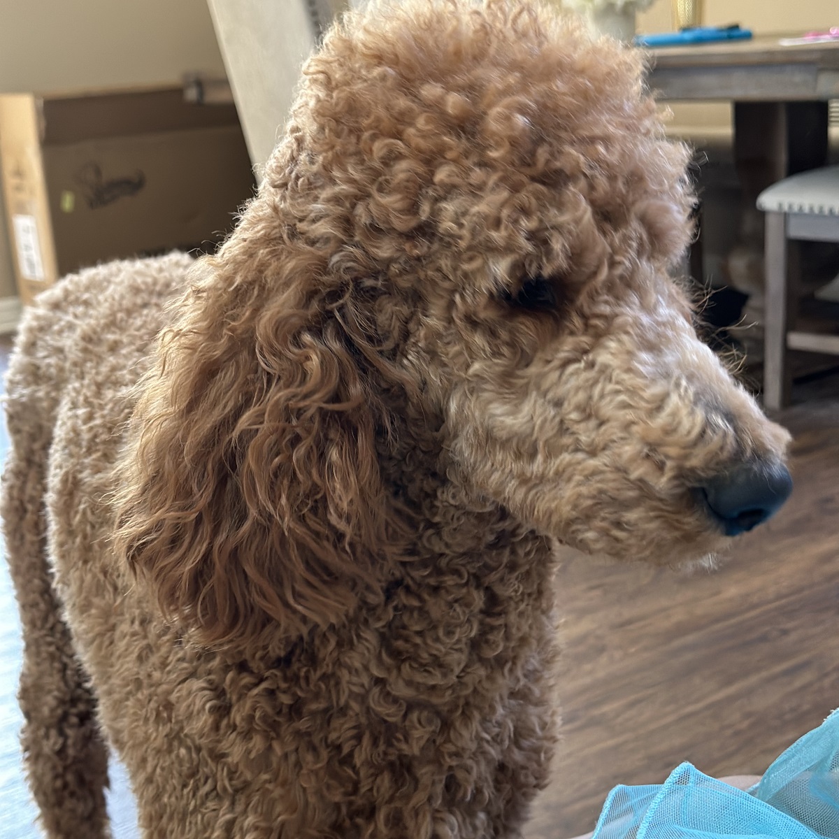 Magnificent Marley - Save A Dog - Poodle and Pooch Rescue of Florida