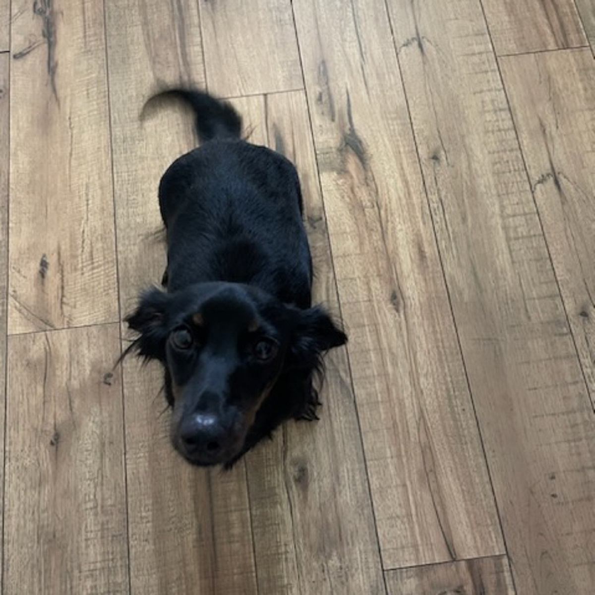 Deserving Dolly - Save A Dog - Poodle and Pooch Rescue of Florida