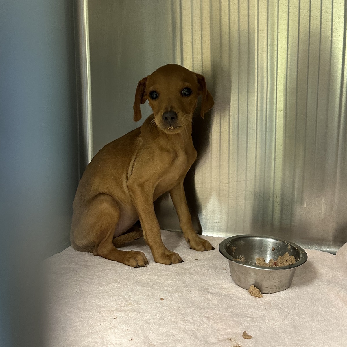 Marvelous Mya - Save A Dog - Poodle and Pooch Rescue of Florida