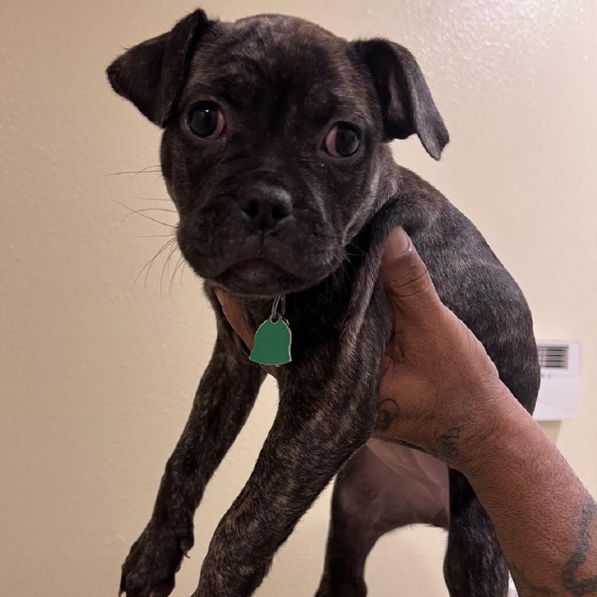 Cheerful Cheez It - Save A Dog - Poodle and Pooch Rescue of Florida
