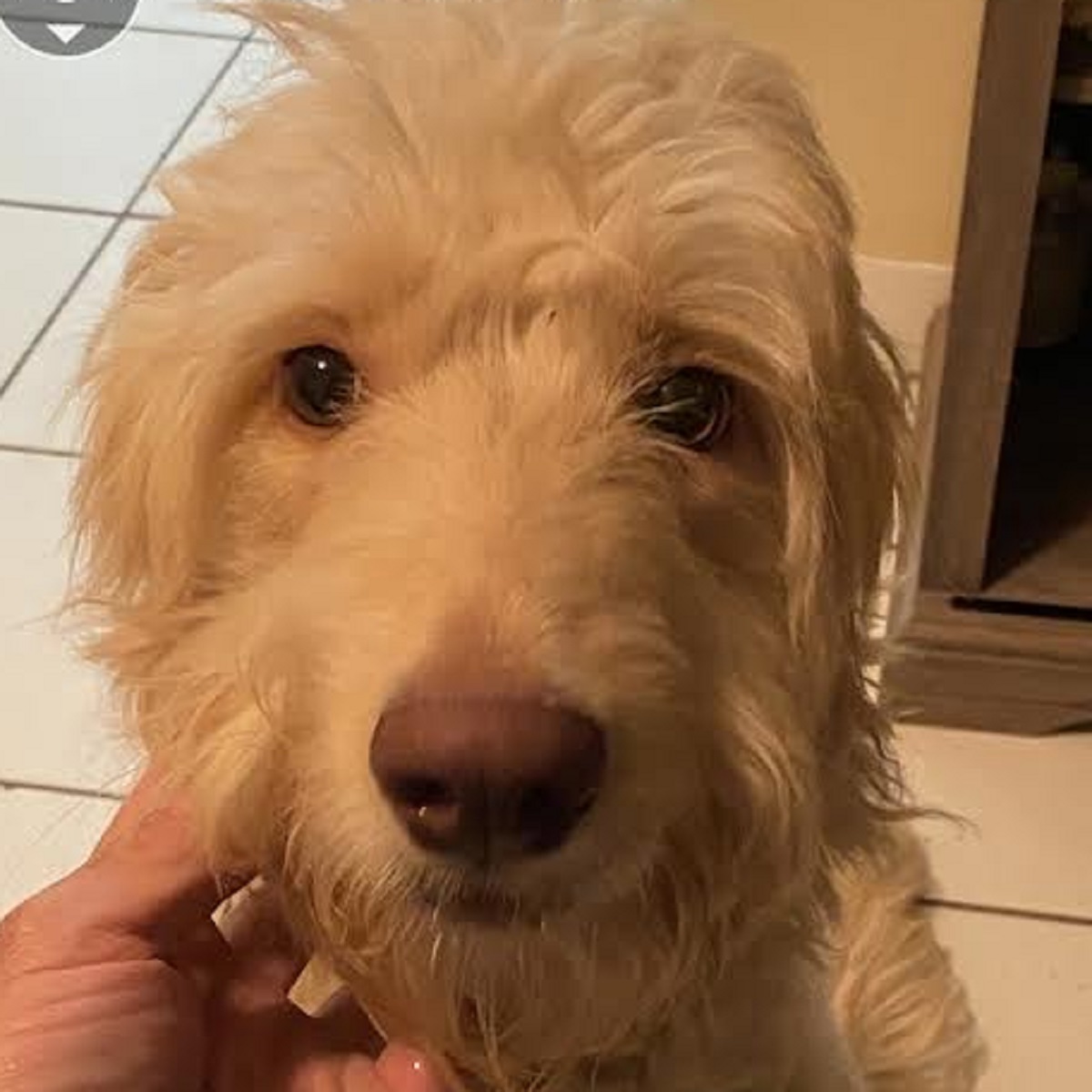 Nobel Nash - Save A Dog - Poodle and Pooch Rescue of Florida