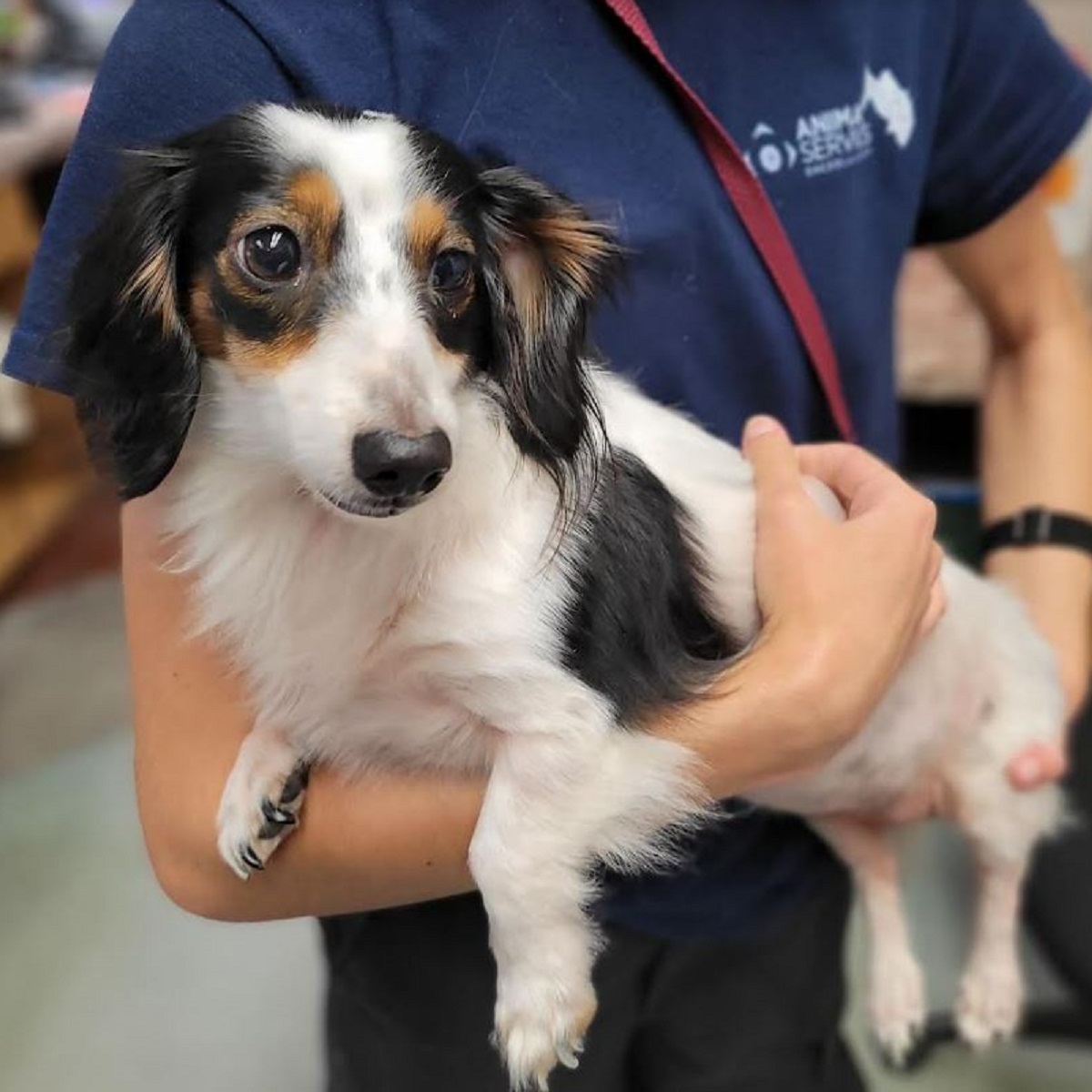 Tough Tilly - Save A Dog - Poodle and Pooch Rescue of Florida