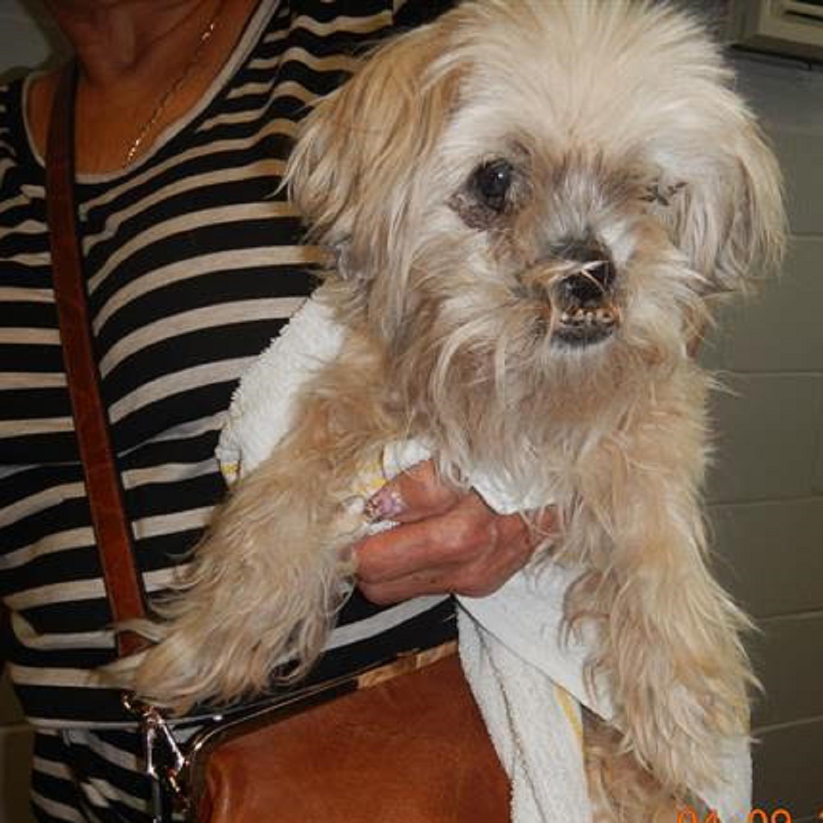 Princess Priscilla - Save A Dog - Poodle and Pooch Rescue of Florida