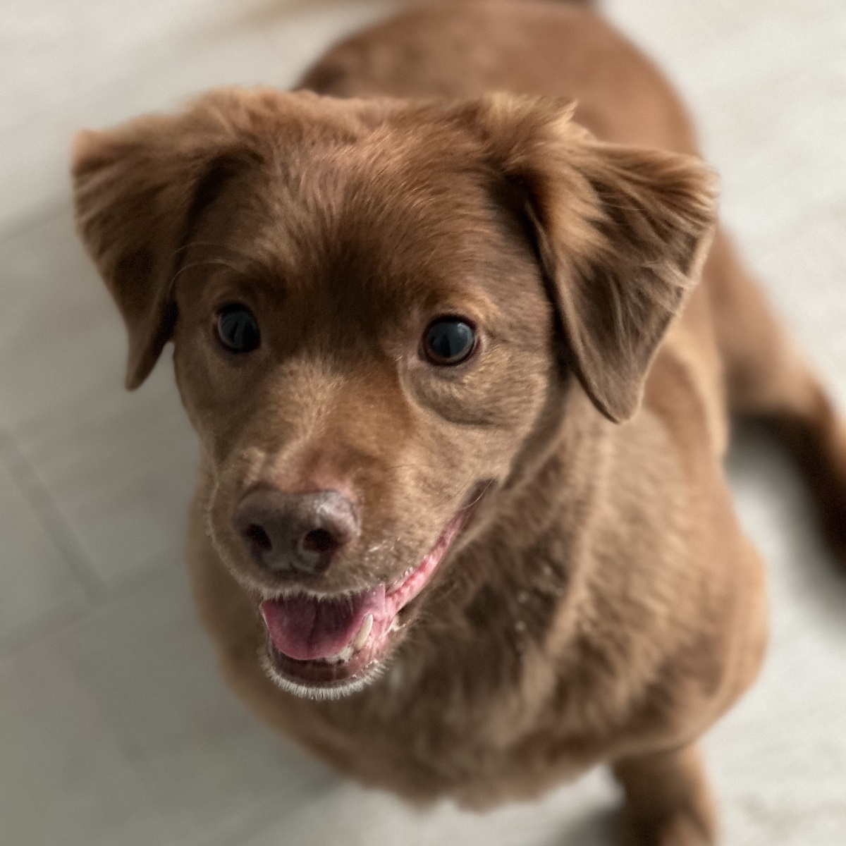 Courageous Chip - Save A Dog - Poodle and Pooch Rescue of Florida