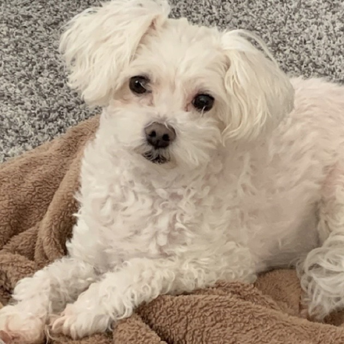 Adorable Alfredo - Save A Dog - Poodle and Pooch Rescue of Florida
