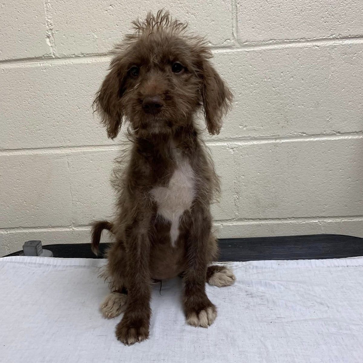 Sweet Subie - Save A Dog - Poodle and Pooch Rescue of Florida