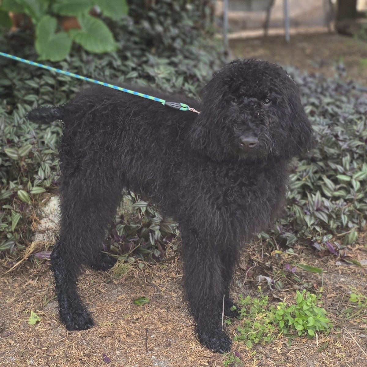Terrific Teddy Twiggy - Save A Dog - Poodle and Pooch Rescue of Florida
