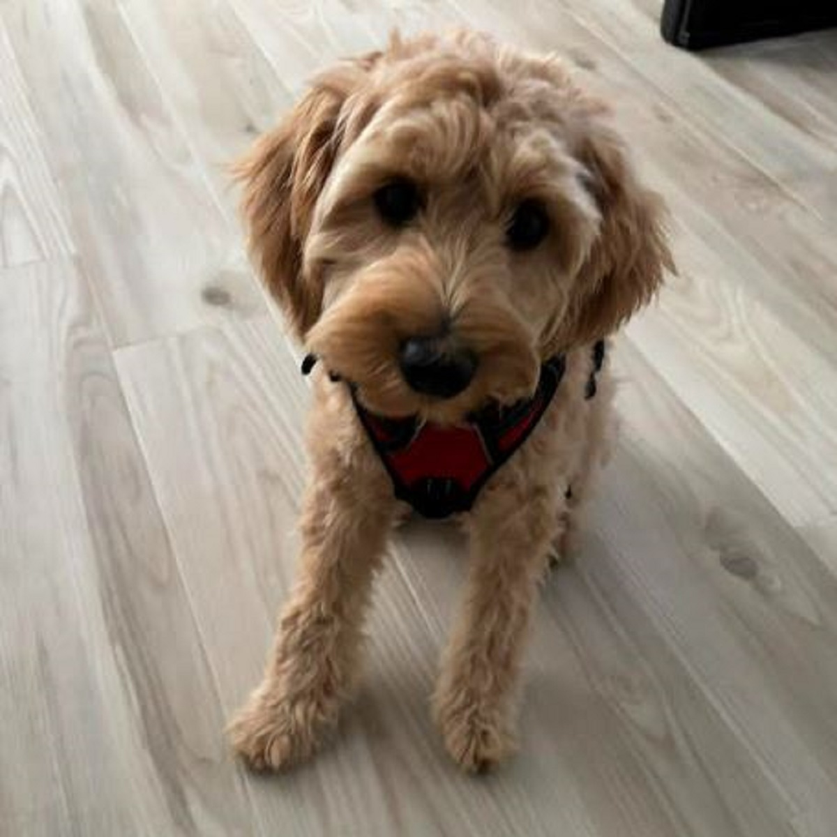 Fabulous Finnegan - Save A Dog - Poodle and Pooch Rescue of Florida
