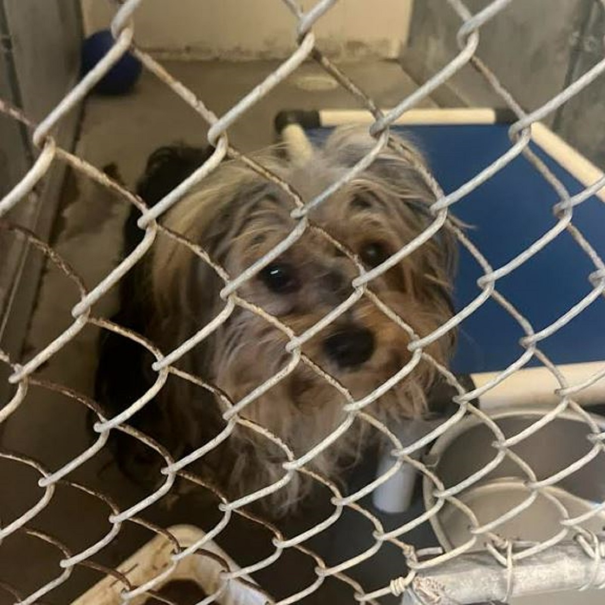 Overjoyed Oso - Save A Dog - Poodle and Pooch Rescue of Florida