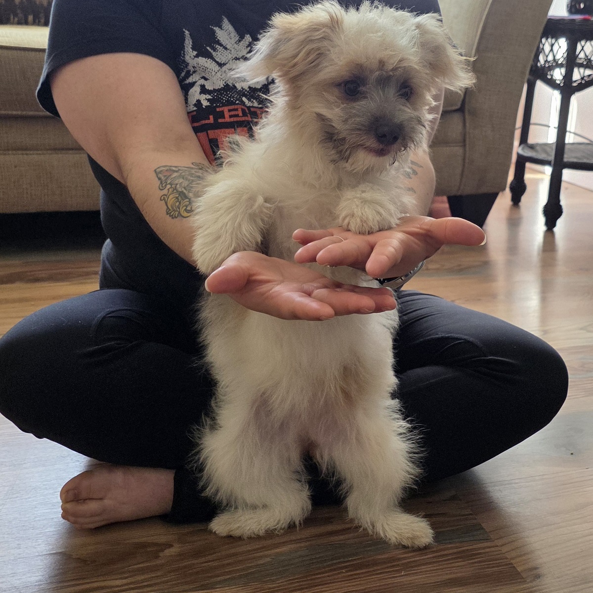 Silly Suki - Save A Dog - Poodle and Pooch Rescue of Florida