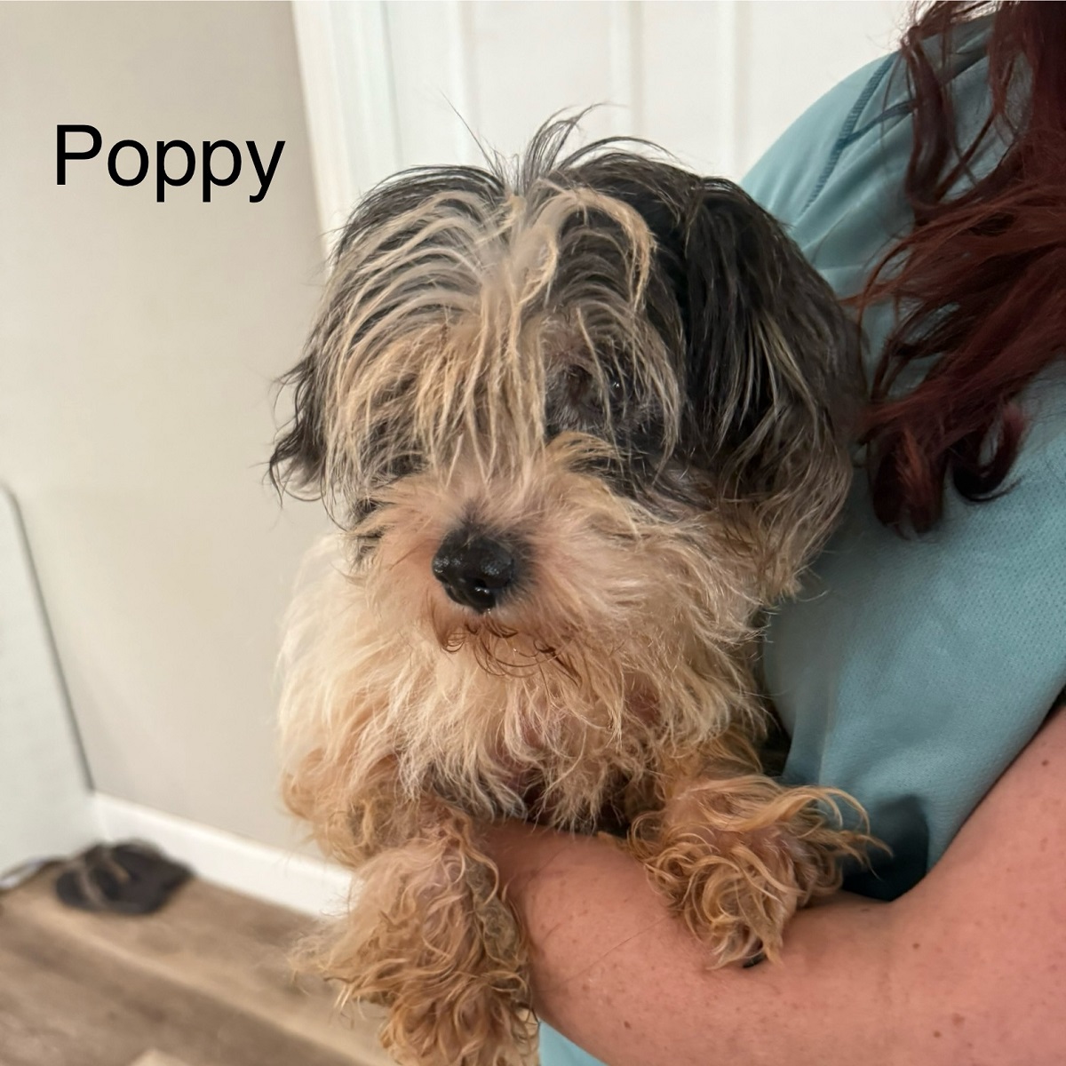 Pawsome Poppy - Save A Dog - Poodle and Pooch Rescue of Florida