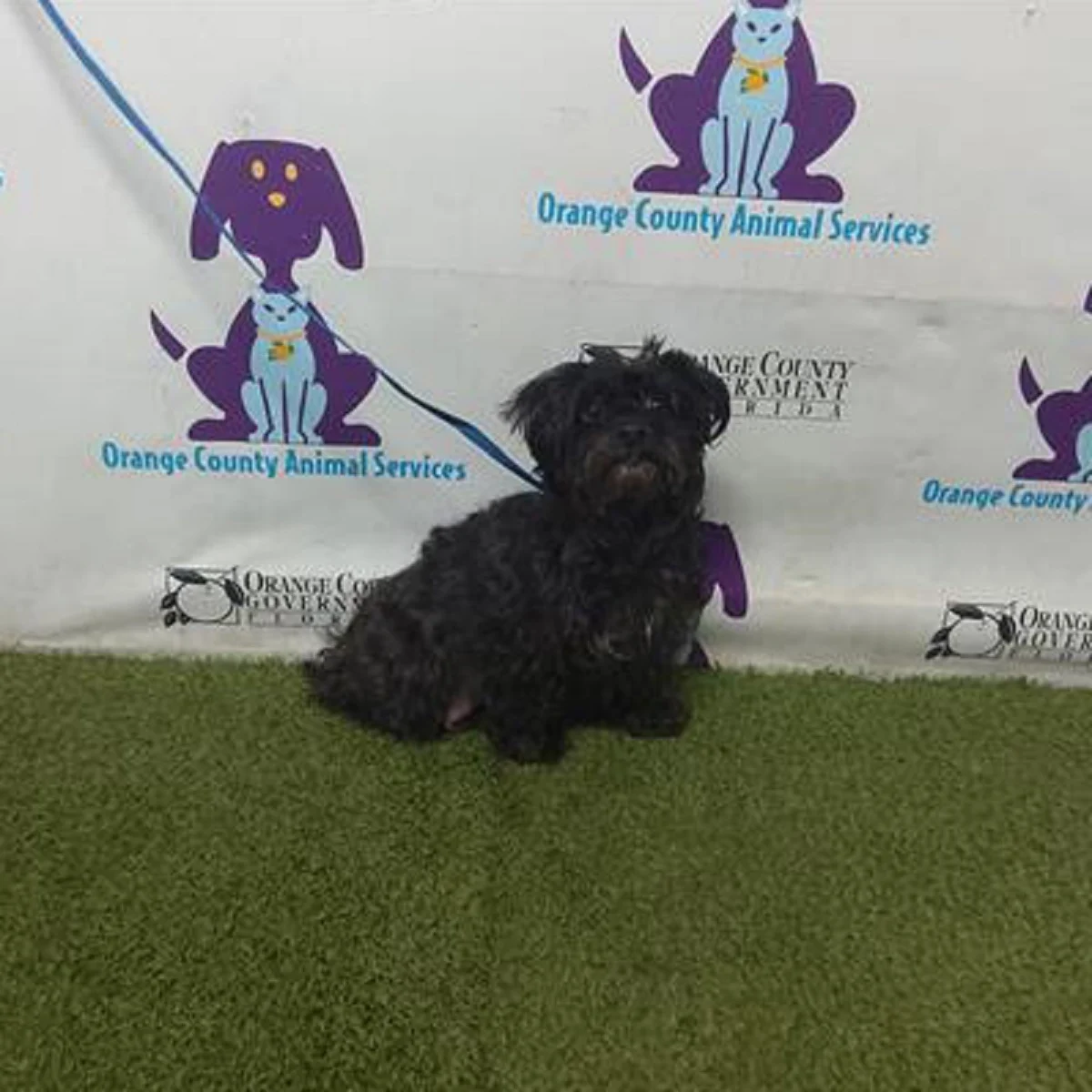 Brave Becky - Save A Dog - Poodle and Pooch Rescue of Florida