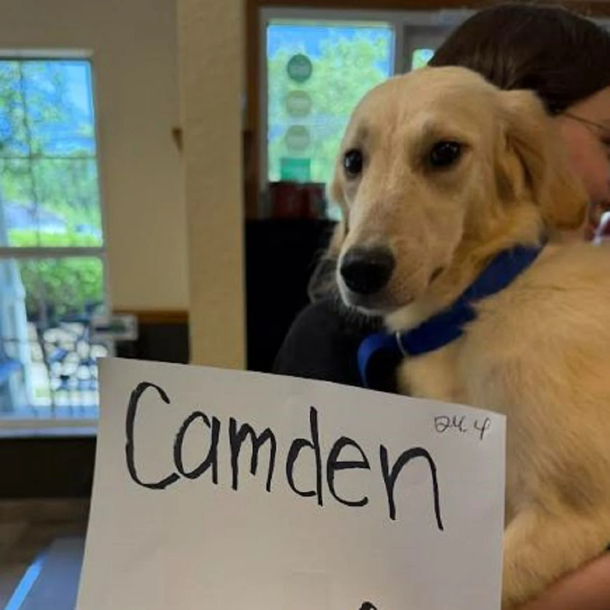 Cuddly Camden - Save A Dog - Poodle and Pooch Rescue of Florida