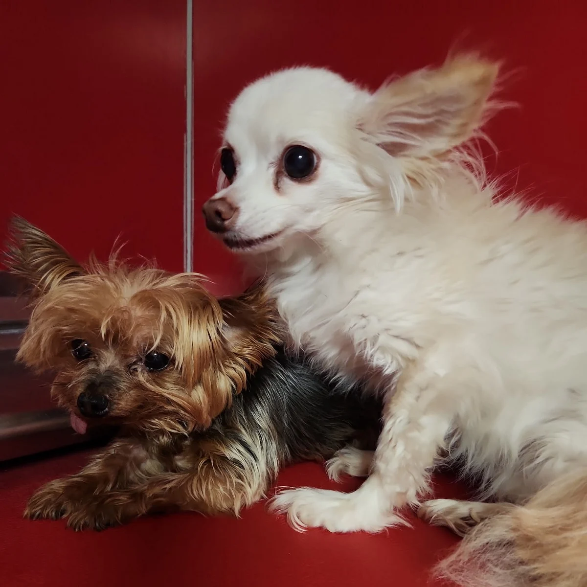Paloma & Fancy Pants - Save A Dog - Poodle and Pooch Rescue of Florida