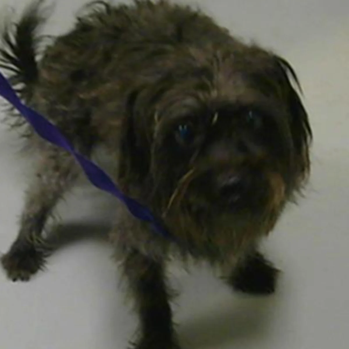 Optimistic Ollie - Save A Dog - Poodle and Pooch Rescue of Florida