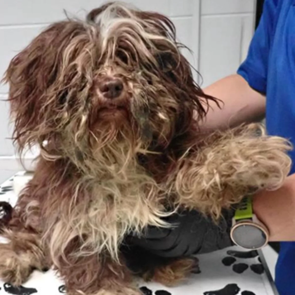 Lovely Lilly - Save A Dog - Poodle and Pooch Rescue of Florida
