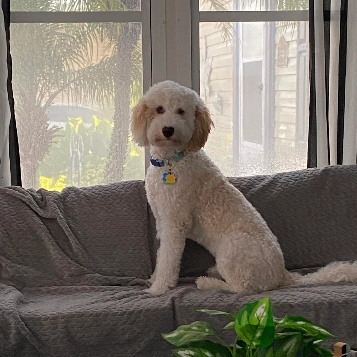 Terrific Trooper - Save A Dog - Poodle and Pooch Rescue of Florida
