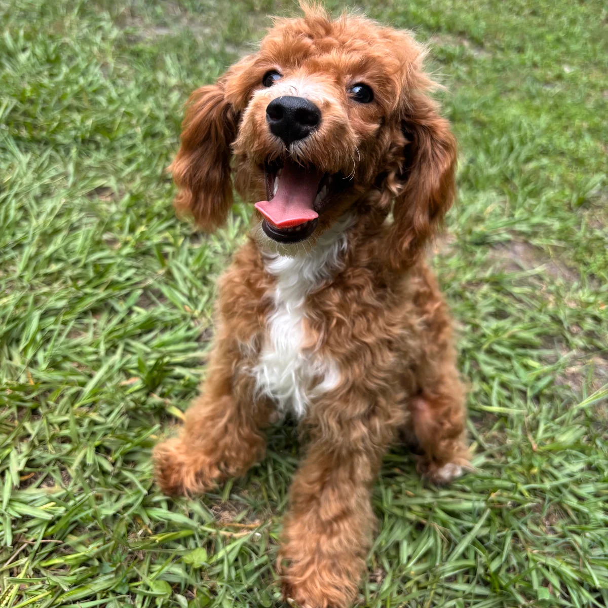 Marvelous Madeline - Save A Dog - Poodle and Pooch Rescue of Florida