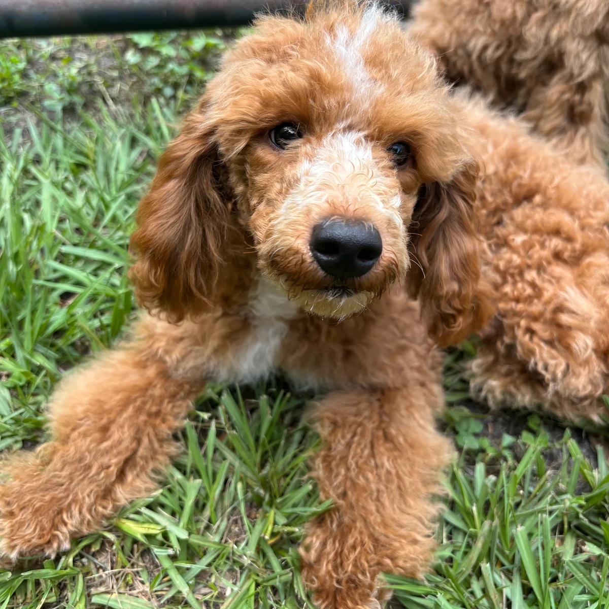 Stunning Souffle - Save A Dog - Poodle and Pooch Rescue of Florida