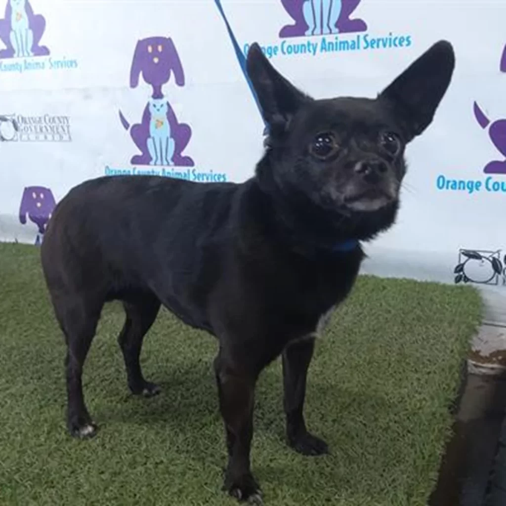 Kind Keke - Save A Dog - Poodle and Pooch Rescue of Florida