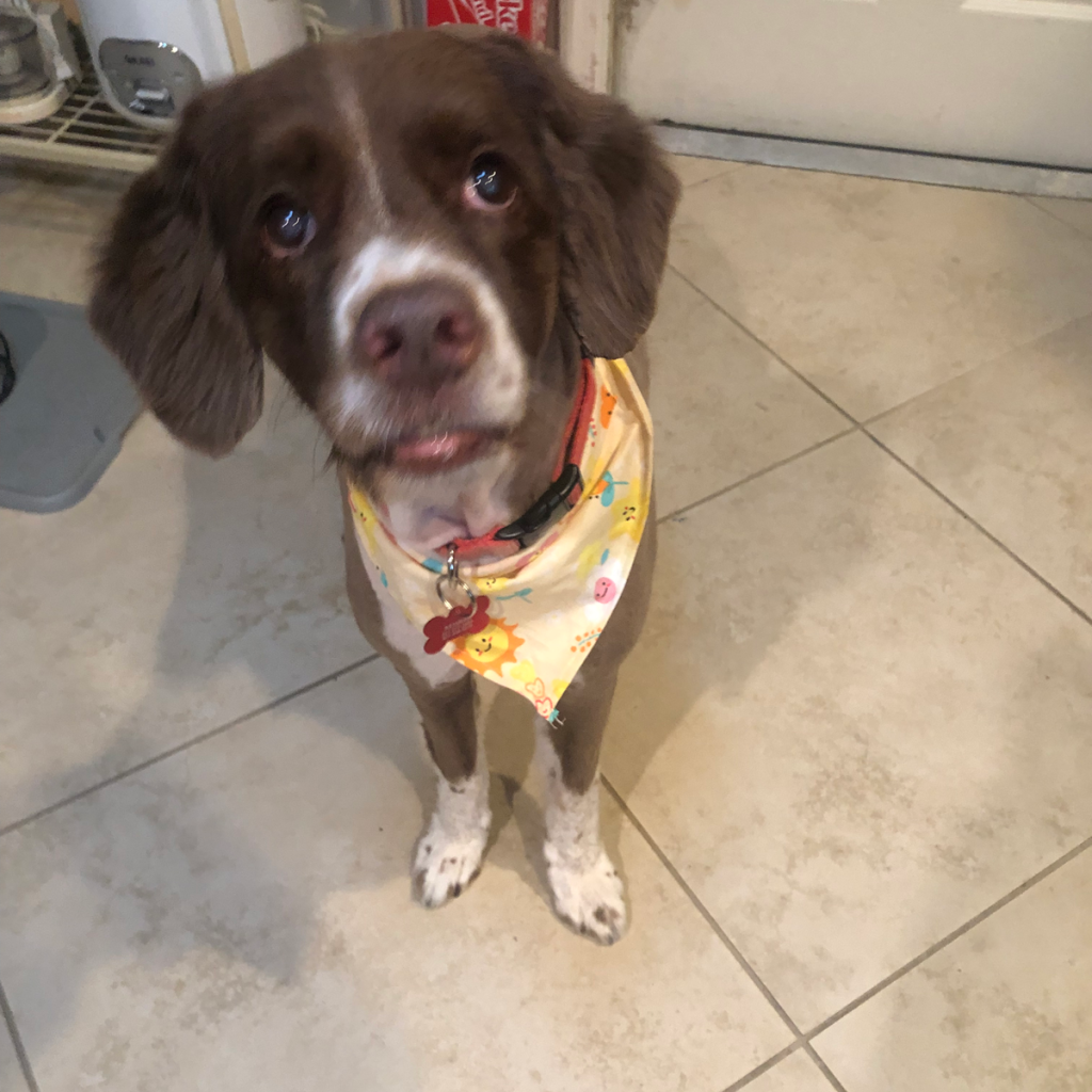 Charming Chesney - Save A Dog - Poodle and Pooch Rescue of Florida