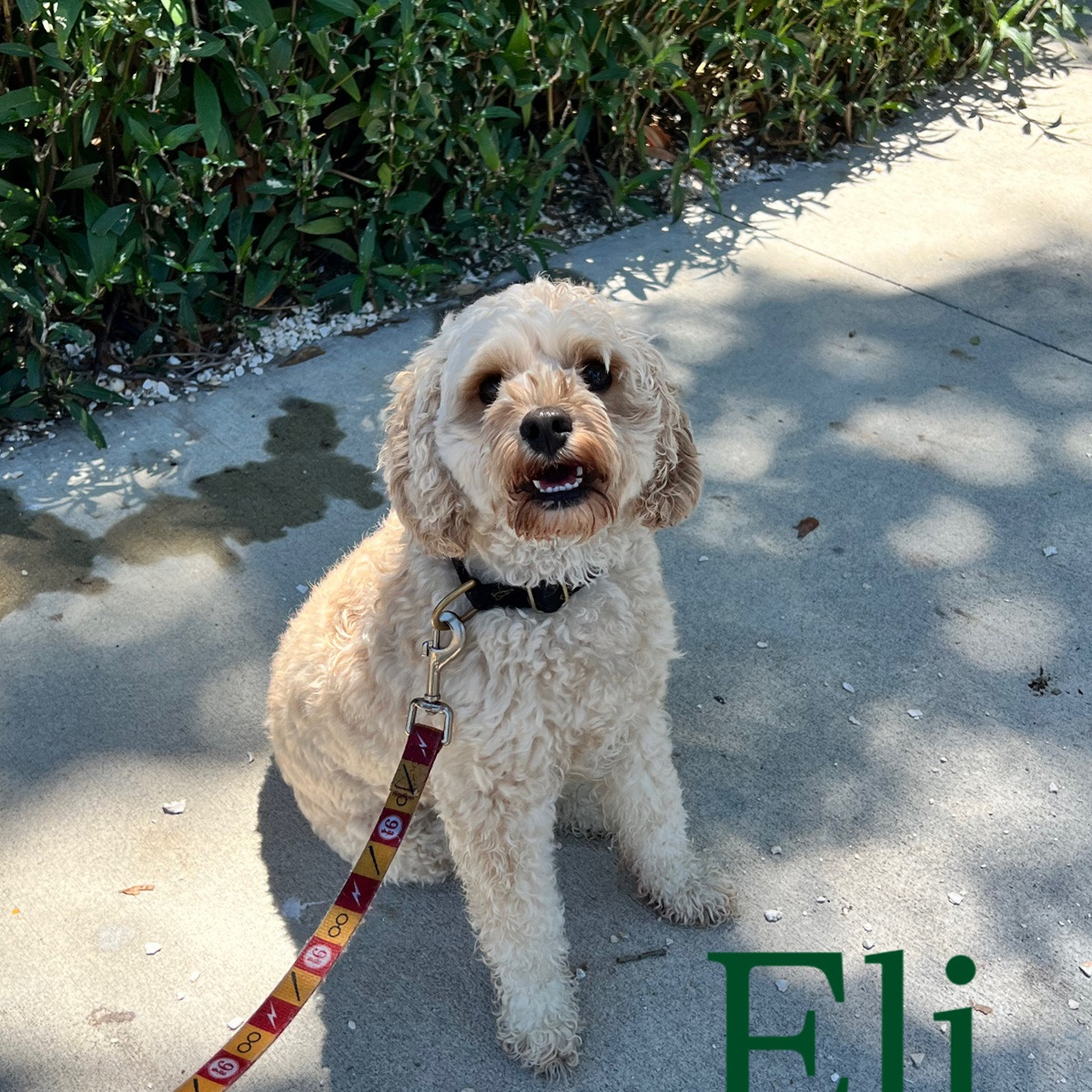 Excited Eli - Save A Dog - Poodle and Pooch Rescue of Florida