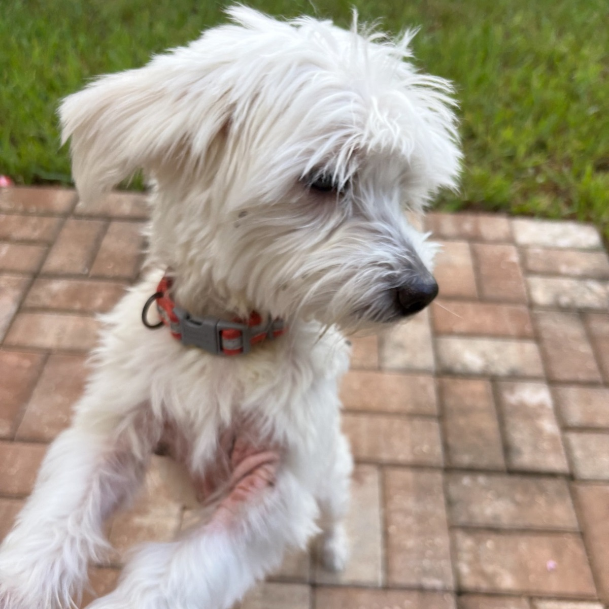 Rescued Roscoe - Save A Dog - Poodle and Pooch Rescue of Florida