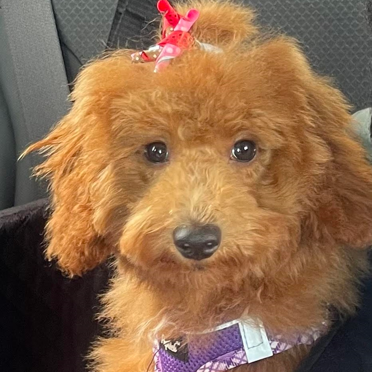 Fabulous Flossie - Save A Dog - Poodle and Pooch Rescue of Florida