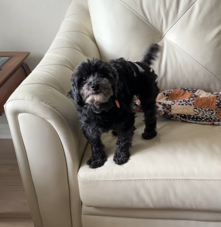 Daphne is Home! - I'm Home - Poodle and Pooch Rescue of Florida