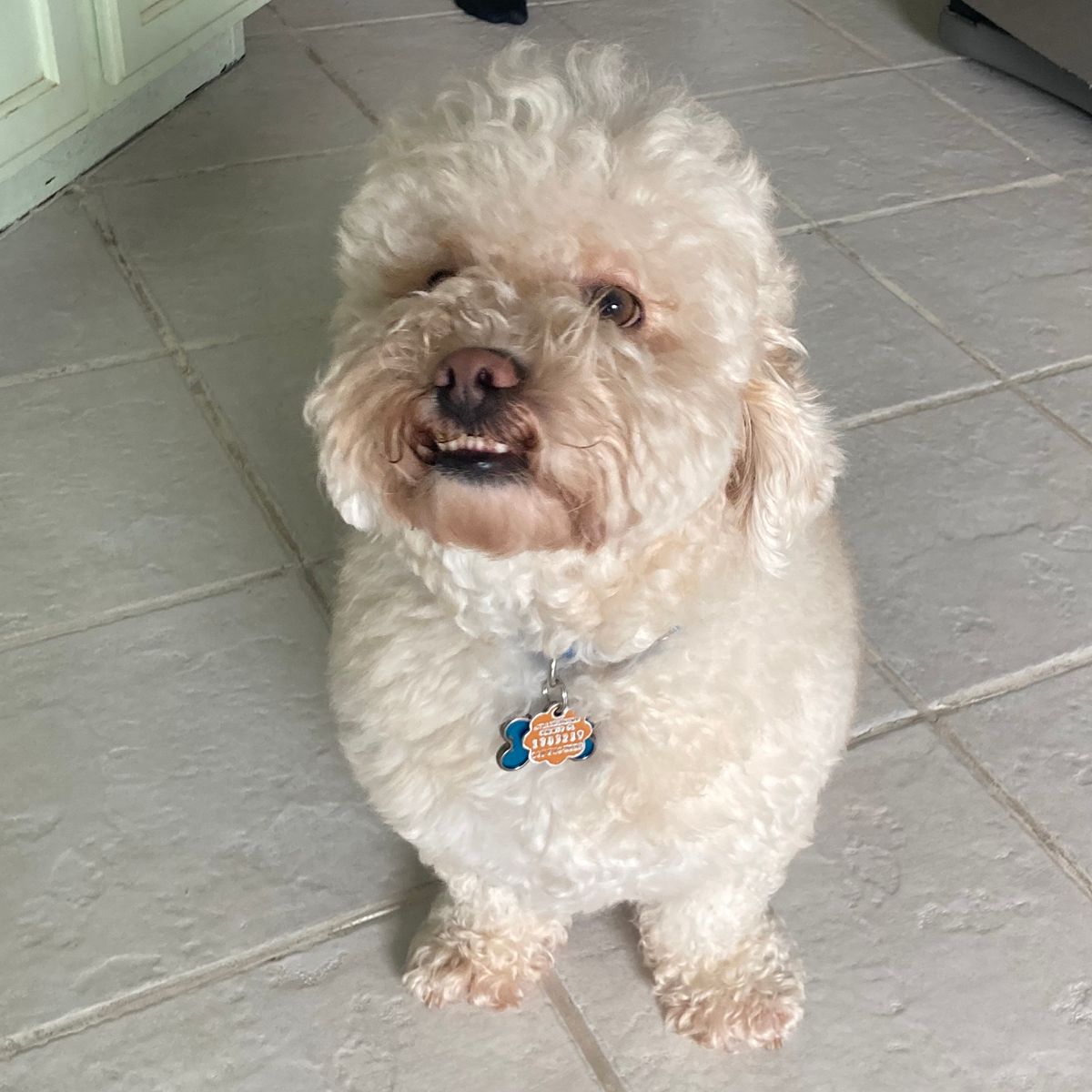 Marvelous Mochi - Save A Dog - Poodle and Pooch Rescue of Florida