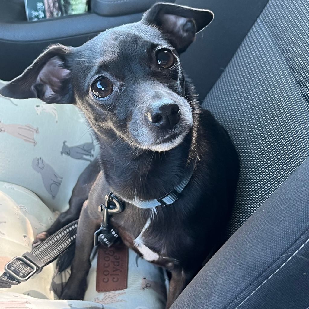 Precious Poppy - Save A Dog - Poodle and Pooch Rescue of Florida