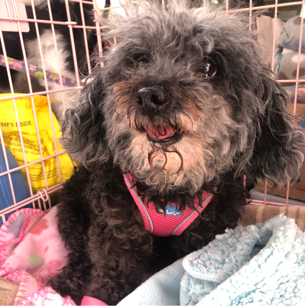 Elegant Emma - Save A Dog - Poodle and Pooch Rescue of Florida
